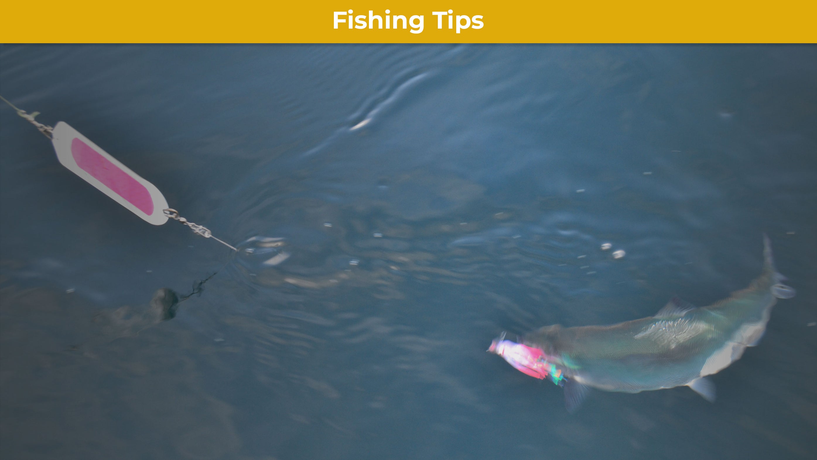 #1 Trolling Attractor on the Market - Double D Dodger — Mack’s Lure Tackle