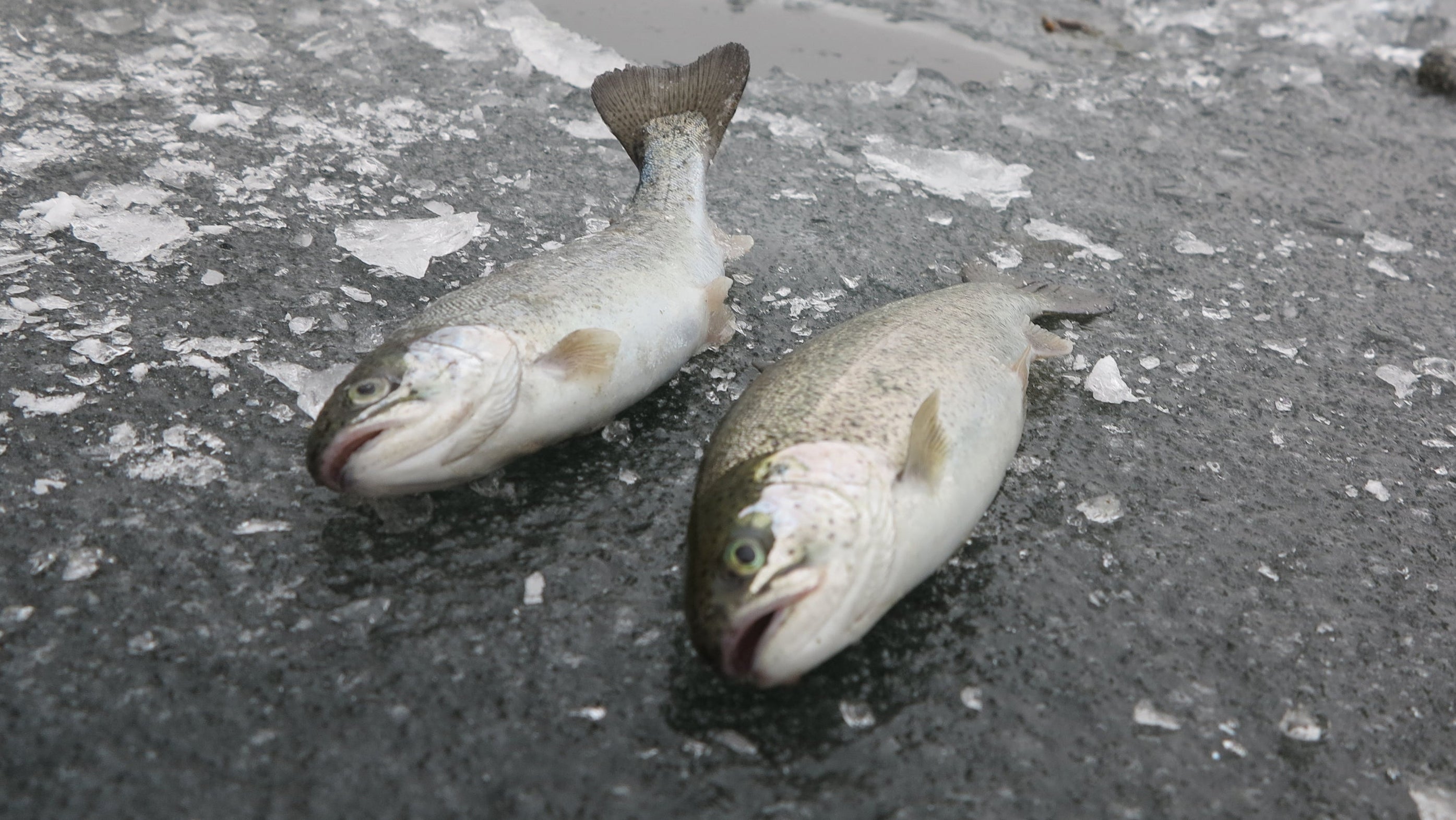 Brooks: Best Practices for Ice Fishing for Trout - MacksLure.com — Mack ...