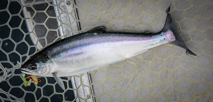 Kokanee Fishing 101: Learn the Basics — Mack’s Lure Tackle