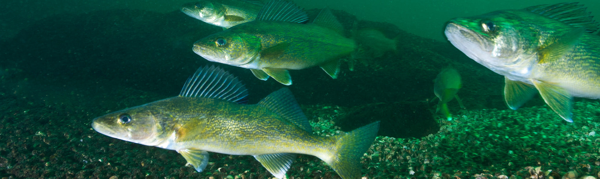 Largest Walleye Ever Caught — Mack’s Lure Tackle