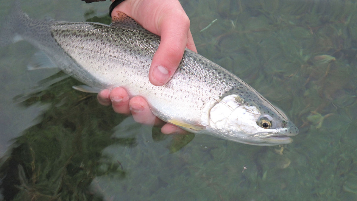 Targeting Sea-Run Cutthroat Trout in Puget Sound — Mack’s Lure Tackle