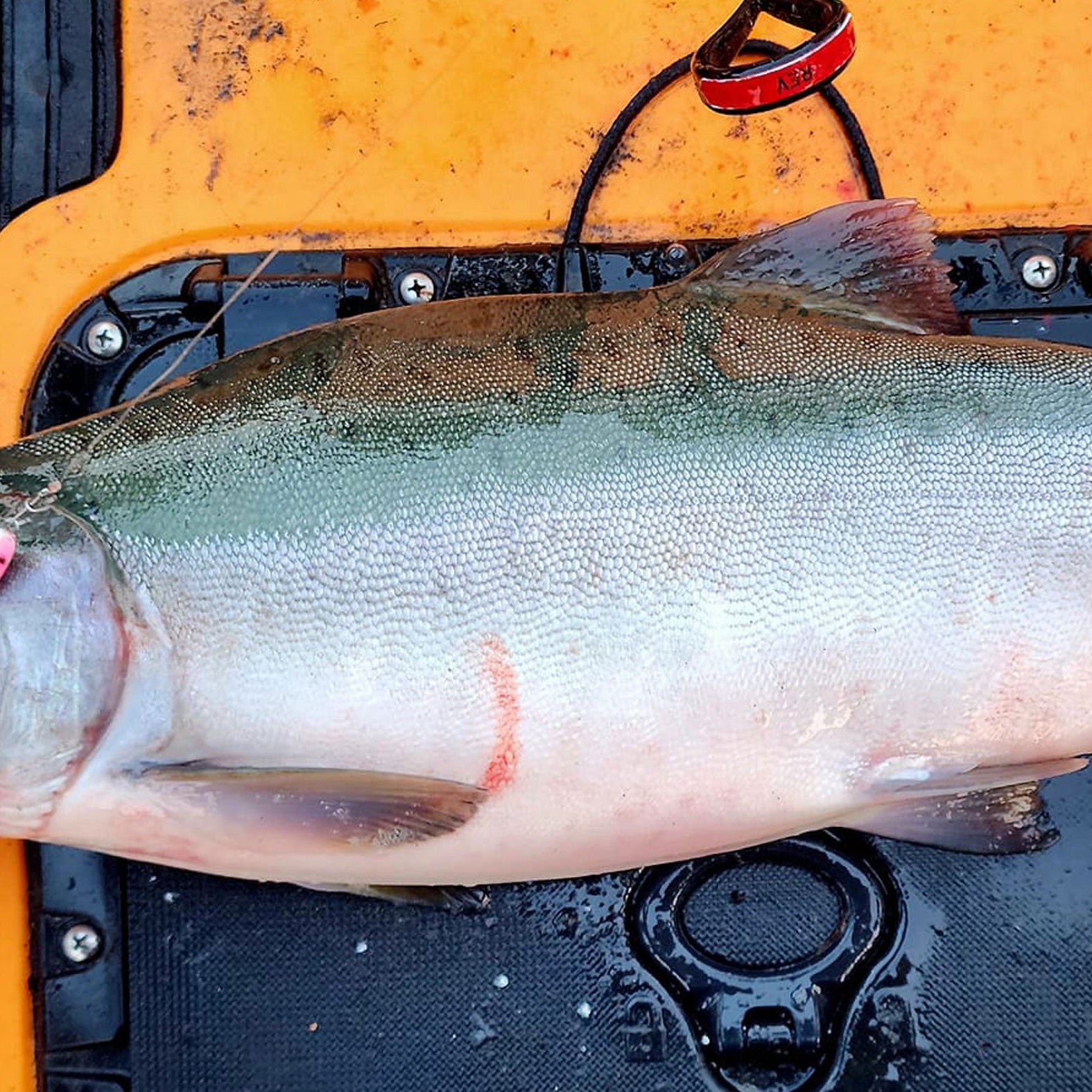 Official Home — Mack’s Lure Tackle