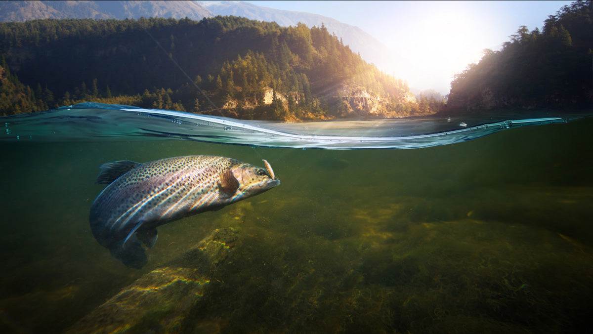 Unleash the Ultimate Fish Magnet: Sonic Baitfish — Mack’s Lure Tackle